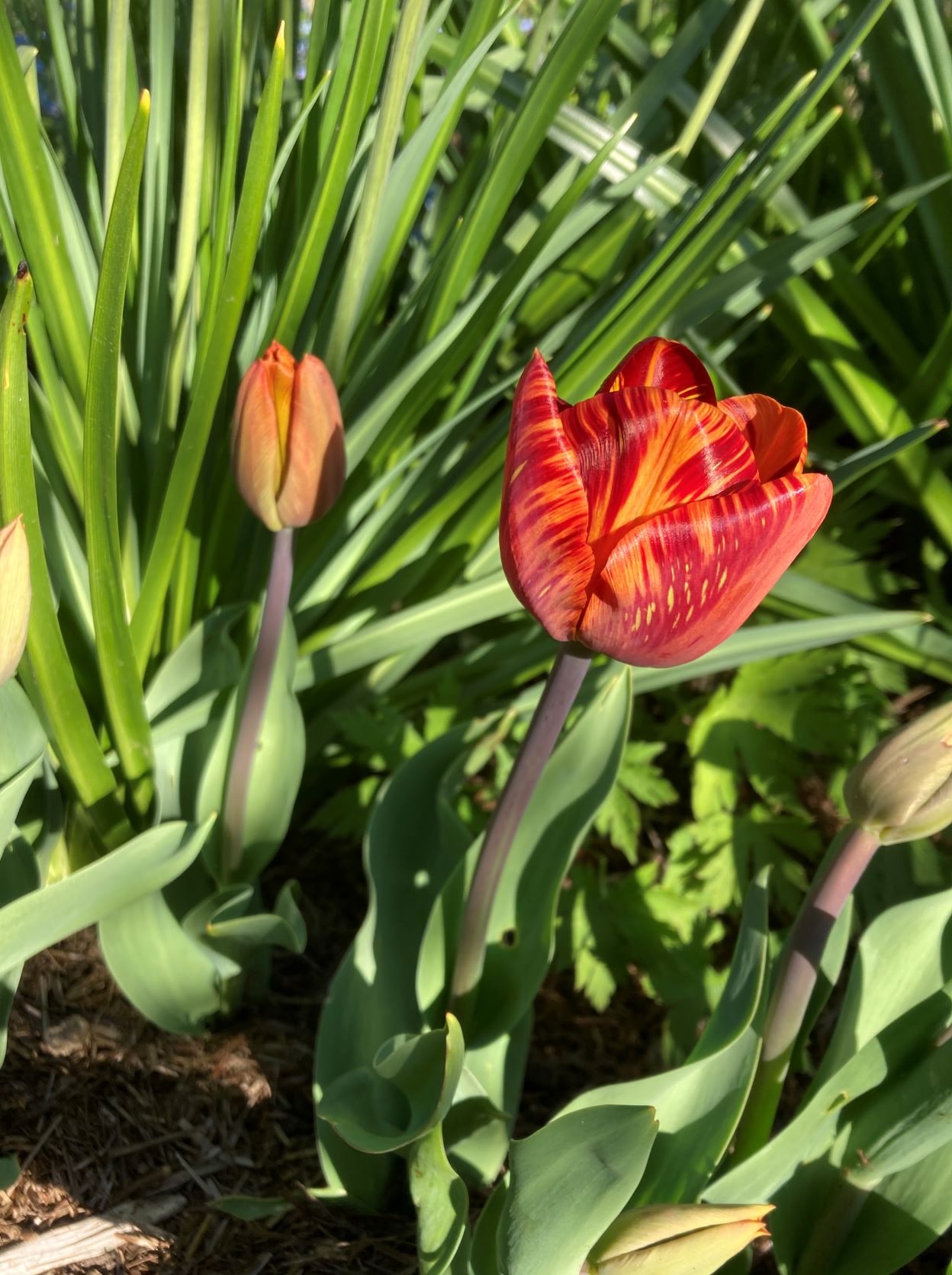 tulip-cairo | n20gardener