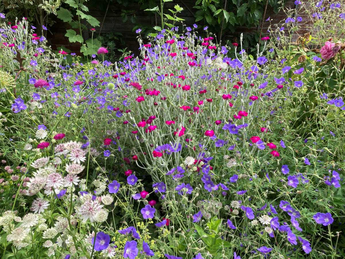 Six On Saturday: June madness | n20gardener