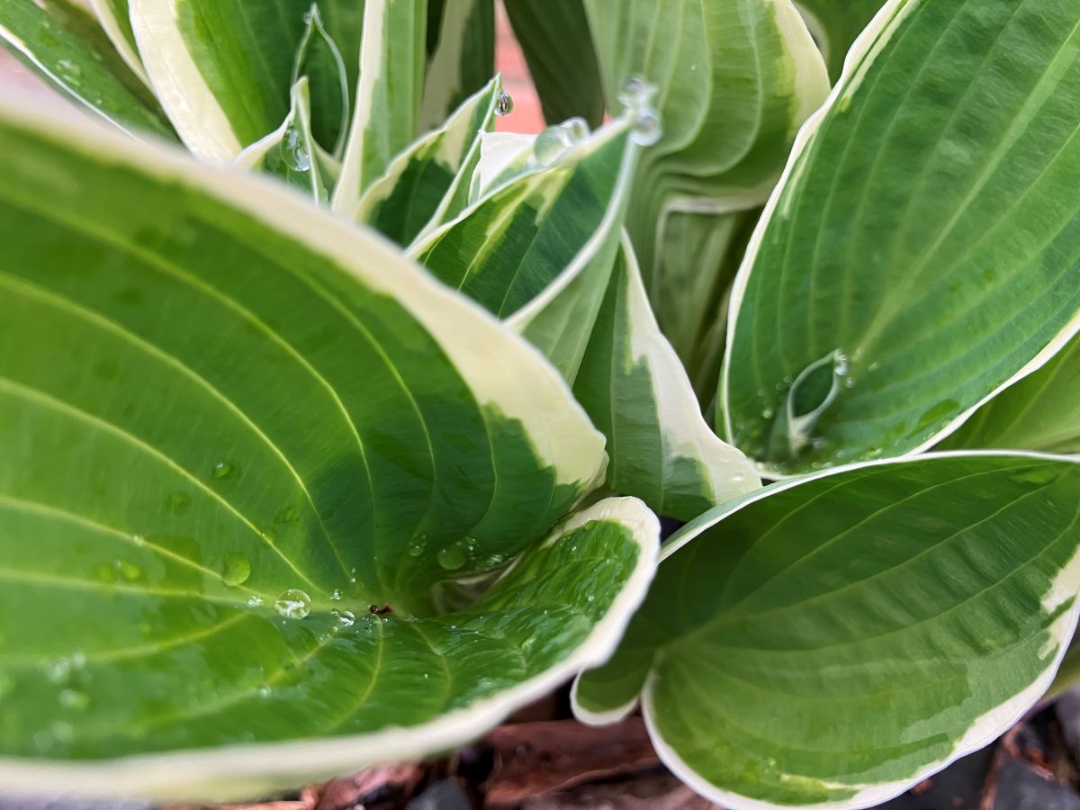 Six On Saturday: almost in full voice | n20gardener