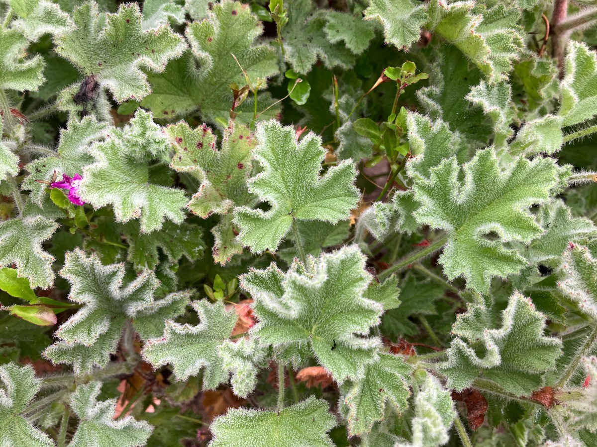 Six On Saturday: Bizarre | n20gardener